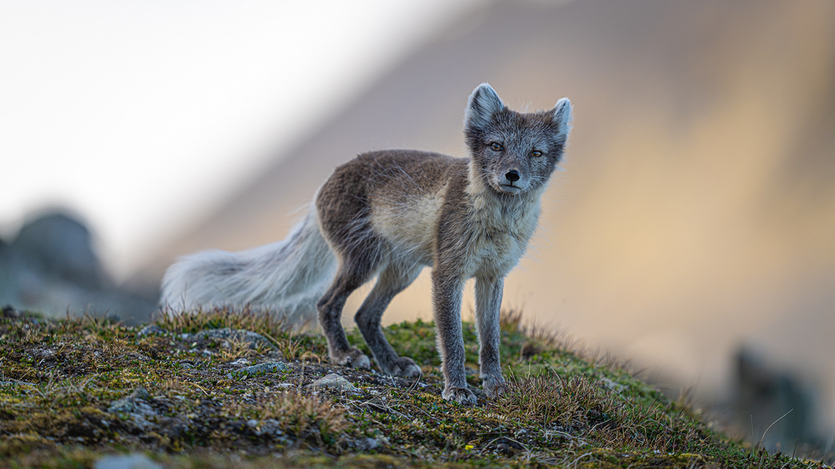 Foredrag med Helge Bringeland | Bekkalokket Fotoklubb