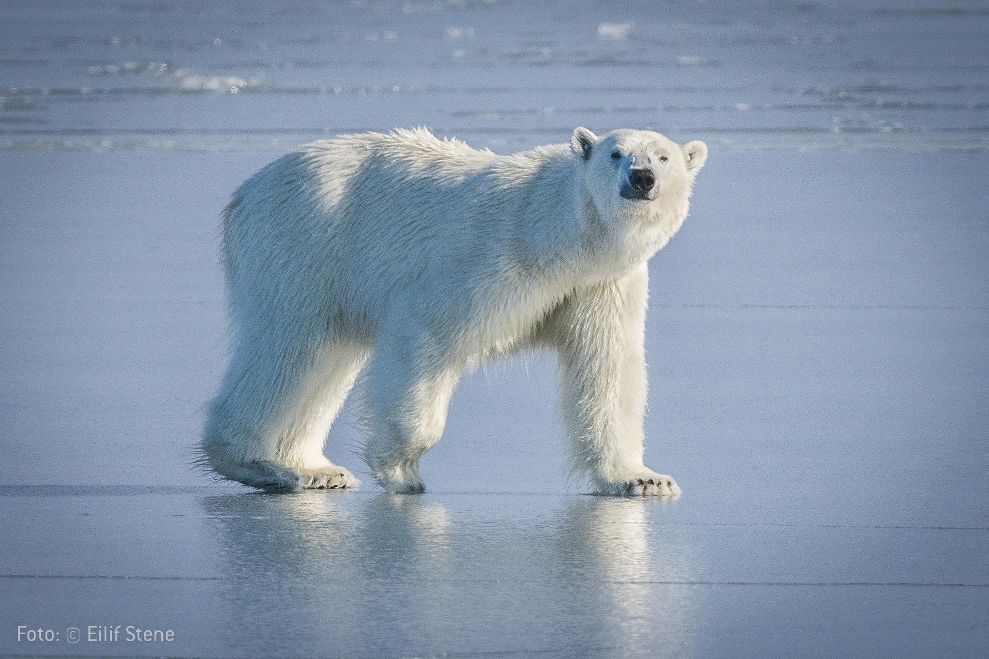 Fotoforedrag med naturfotograf Eilif Stene | Bekkalokket Fotoklubb